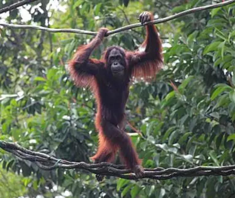 Why do humans walk upright? - iNEWS