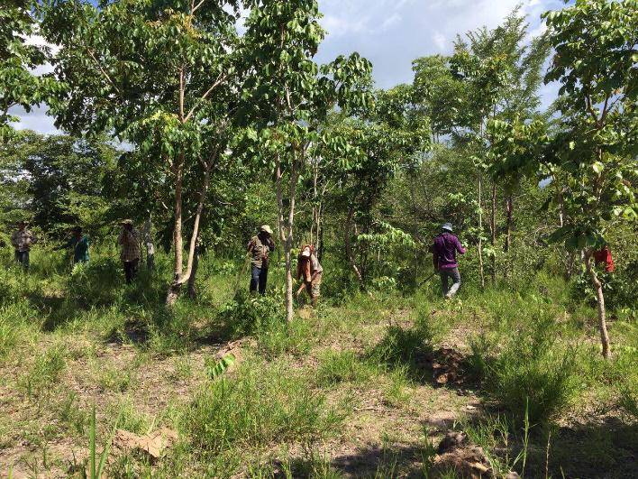 Plant biodiversity and structure of Robusta coffee agroforestry in ...