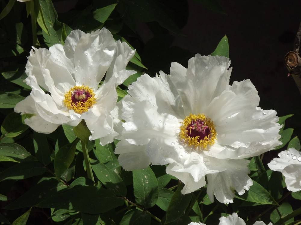 The white peony is as white as a silver plate - iNEWS