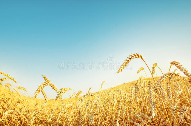 Xia Feng's story - iMedia