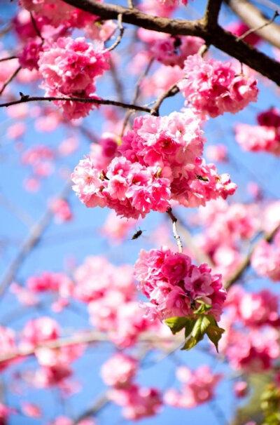 "Hundred Flowers Collection" (562) - iNEWS
