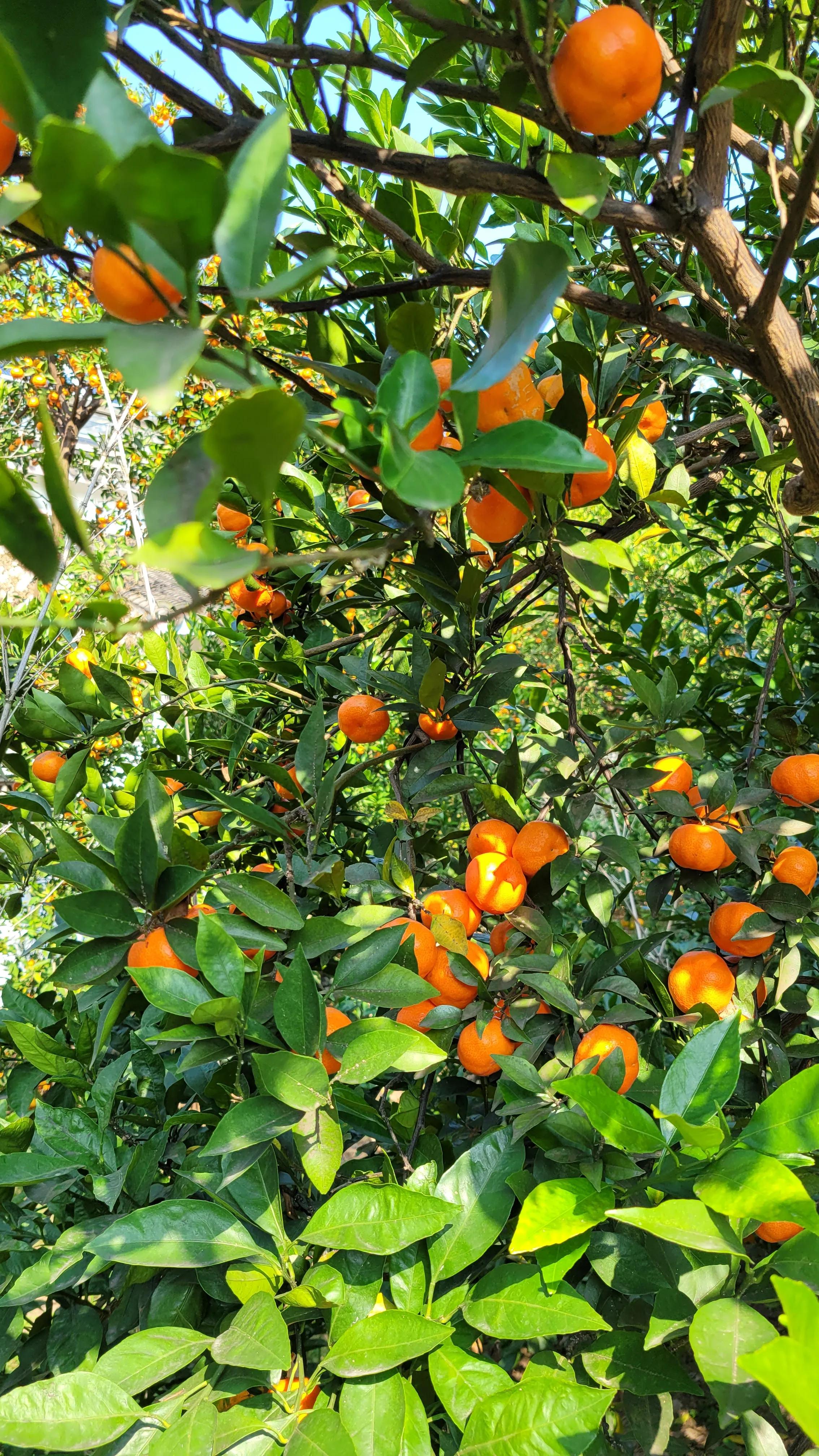 Xishan Island, Taihu Lake, Suzhou - Fruit Farmers and Fruit Trees in ...