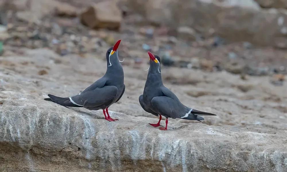 Natural Beauty: The Inca Tern - iNEWS