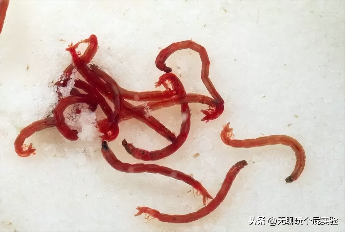About the life cycle of red worms - iNEWS