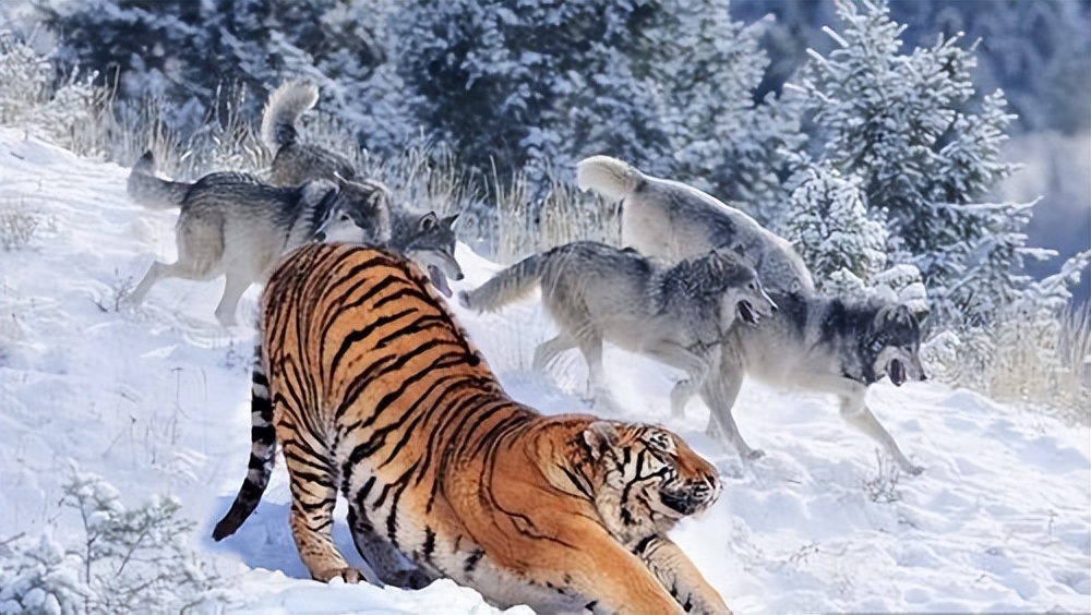 Why don't large wolf packs appear around tigers? Are tigers afraid of ...