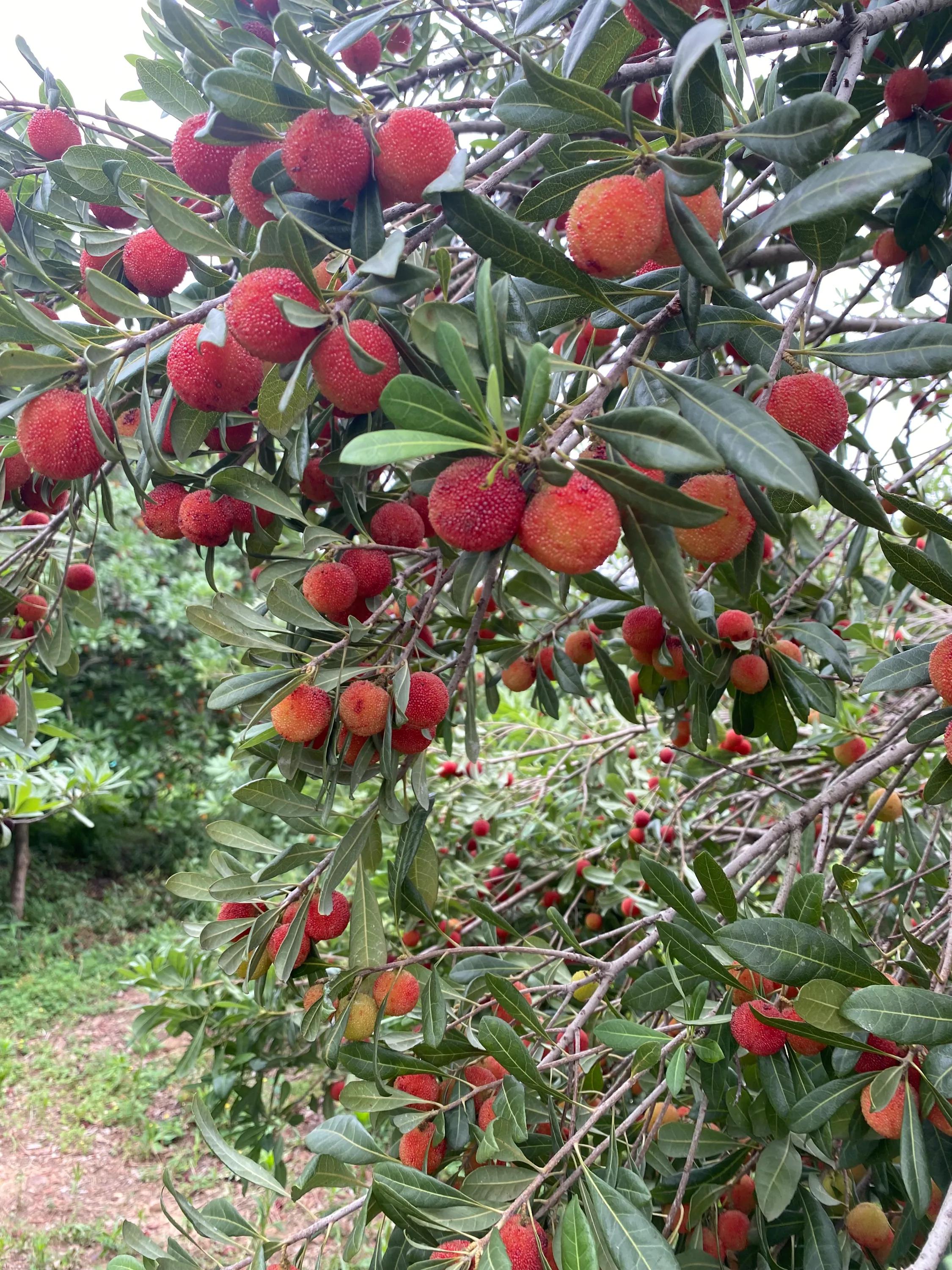 Yangmei picking is at the right time - iNEWS