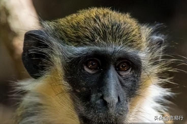 Where did AIDS develop (where did AIDS originate) - iNEWS