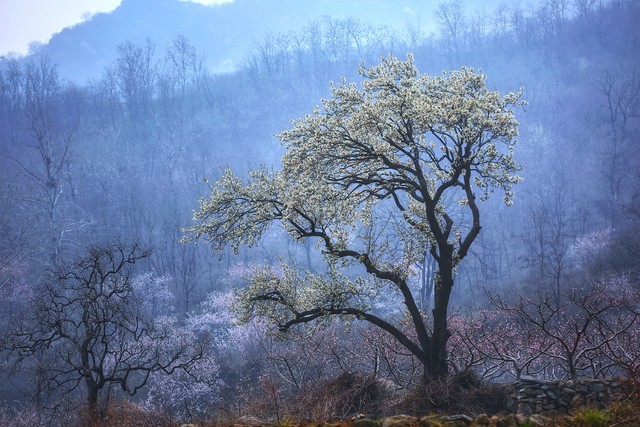 Xi Murong "A Blossoming Tree" - iNEWS