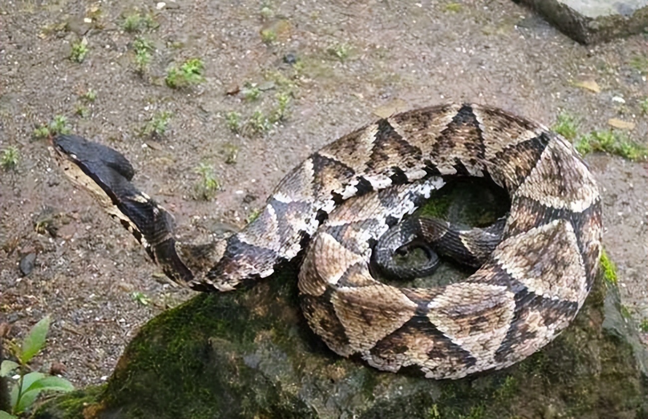 Animal Fun Facts: Inventory of Common Venomous Snakes in the Wild - iMedia