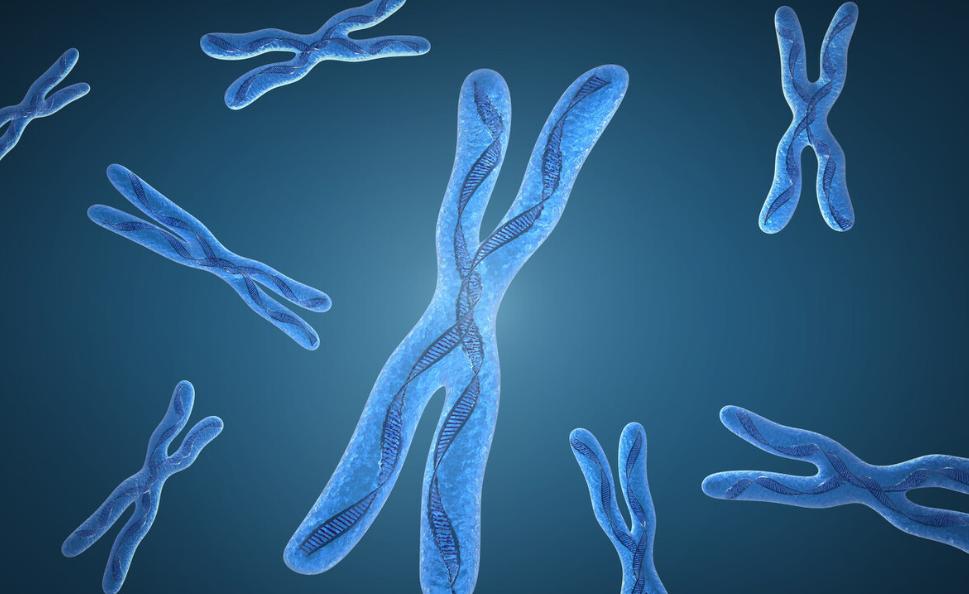 Is the person with 44 chromosomes the beginning of a new species? - iNEWS