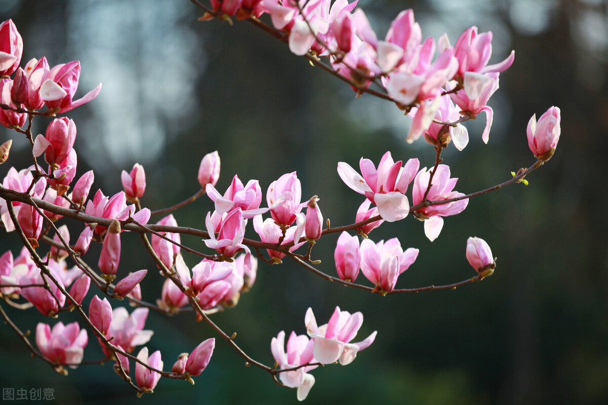 Poem - "Magnolia Blossoms" - iNEWS