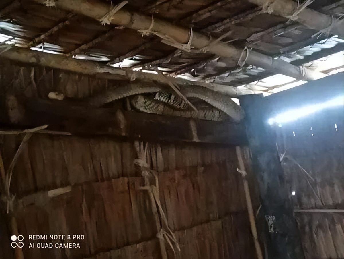 Burmese town floods bring crocodiles, pythons during storm - iNEWS