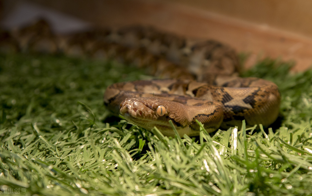 Realistic version of "Python Disaster", Florida's pet python dominates ...