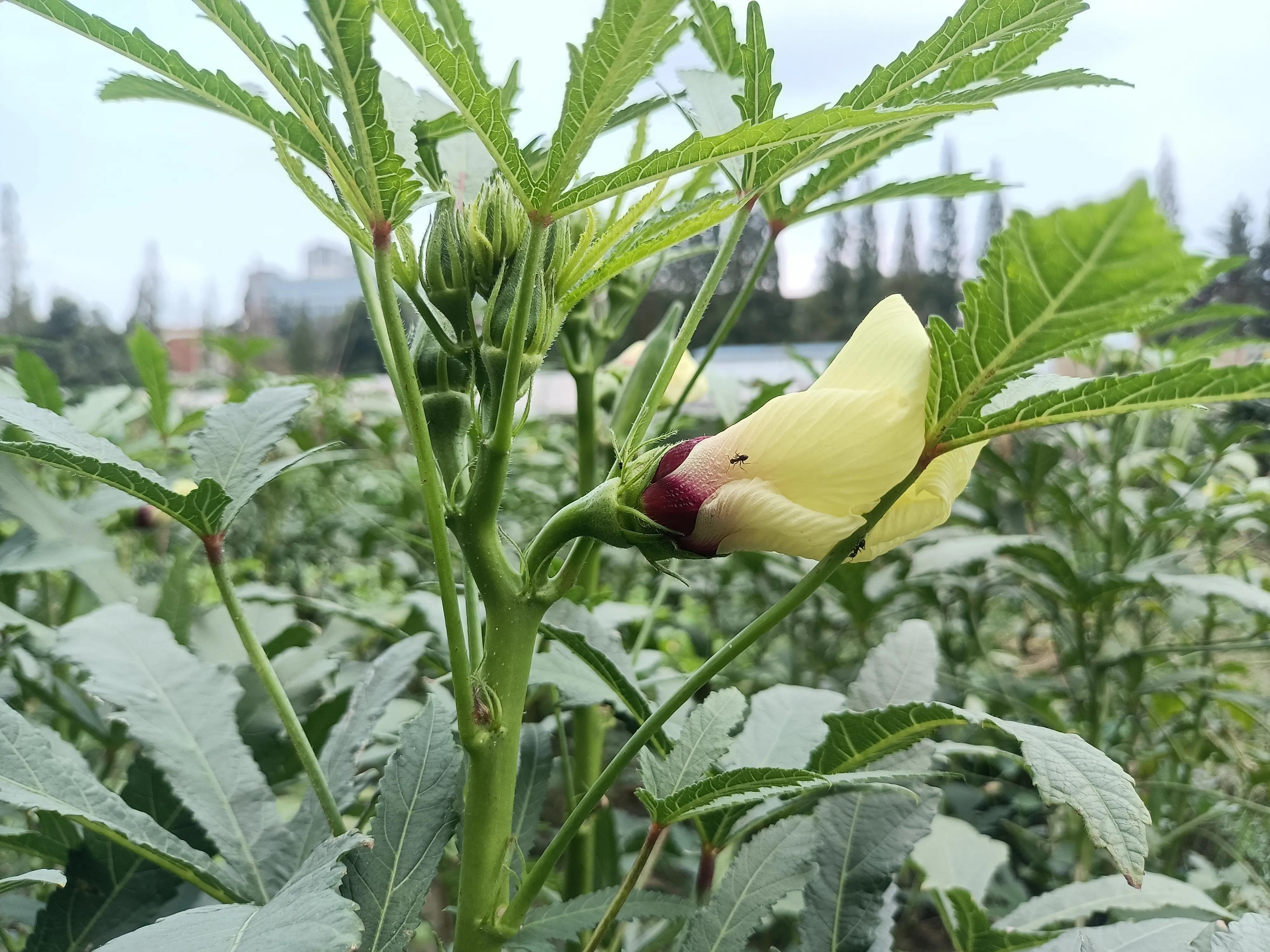 The okra flowers swaying in the wind feel the warm yellow tone, which ...