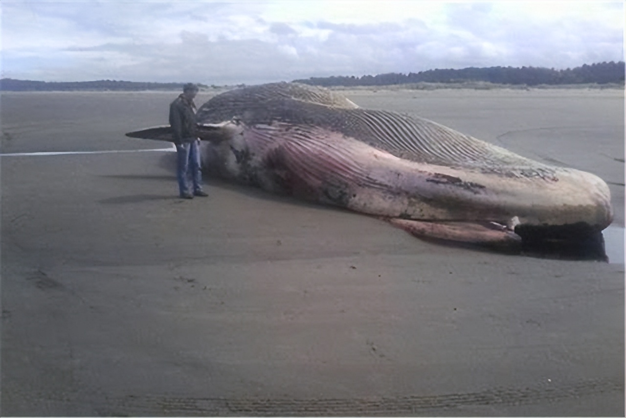 After the "Yingkou Falling Dragon" incident in 1934, after decades of ...
