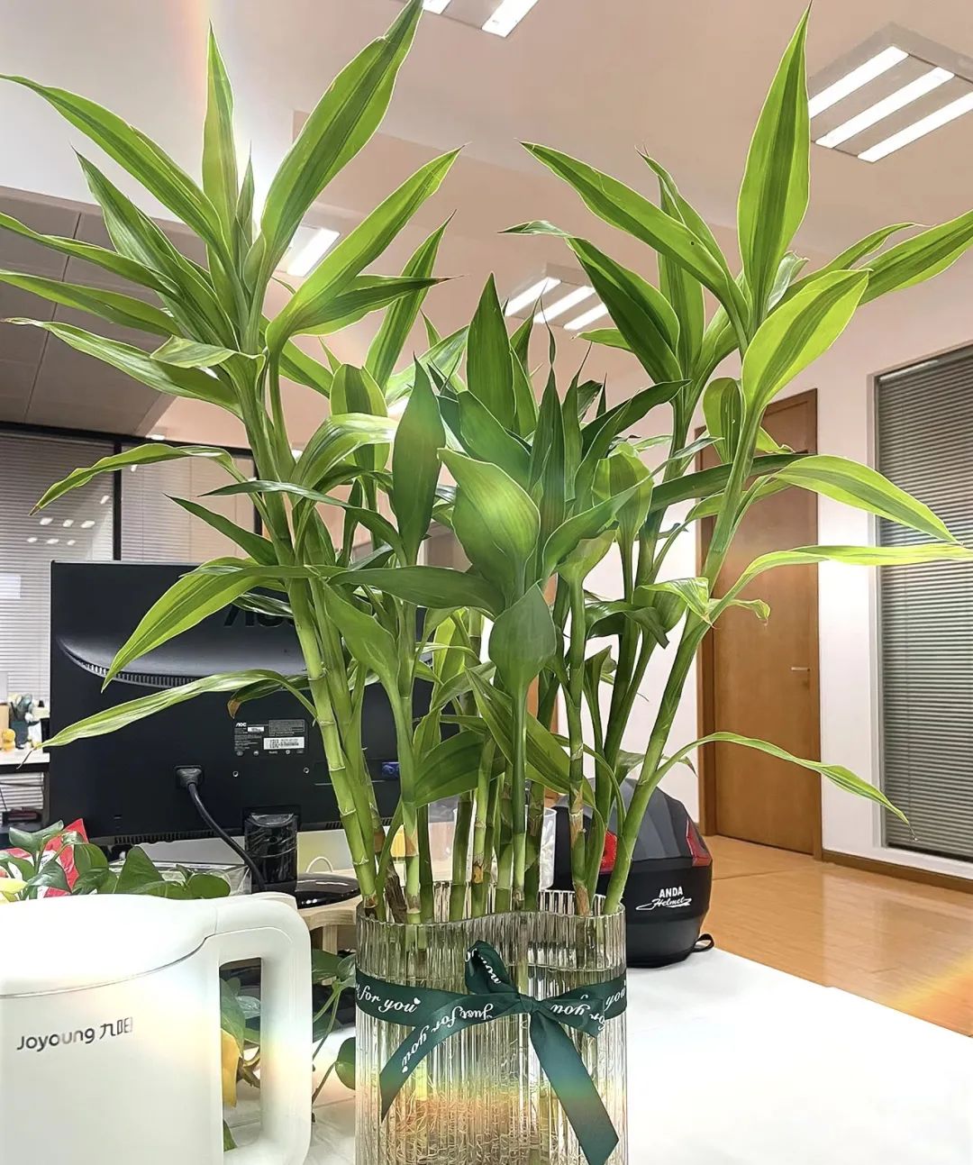 5 kinds of "wealthy flowers", once placed in the living room, can grow ...
