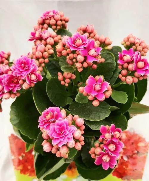 Longevity flower, the leaves are red and dry in spring, "flowering is ...