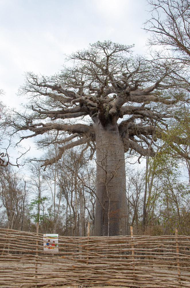 The African artifact is a strange "upside down tree", which is huge and ...