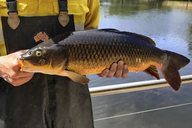 360 million carp block Australia's main waterways, hundreds of them are ...