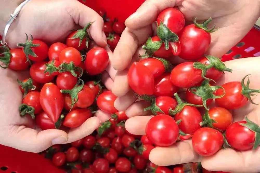 The fruit is just ripe, come to Chengdu to give your mouth a holiday ...