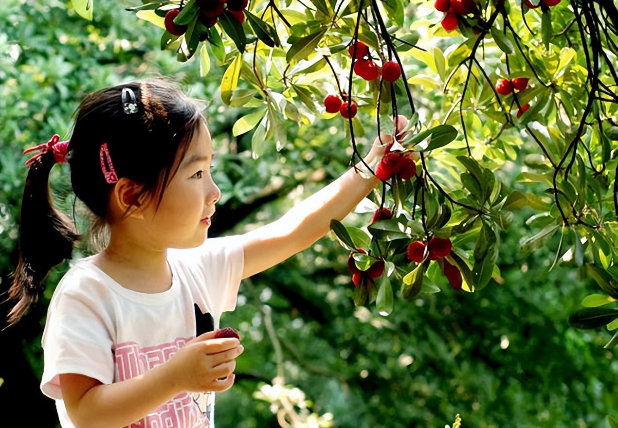 Yuyao Yangmei is on the market, hurry to taste it - iNEWS