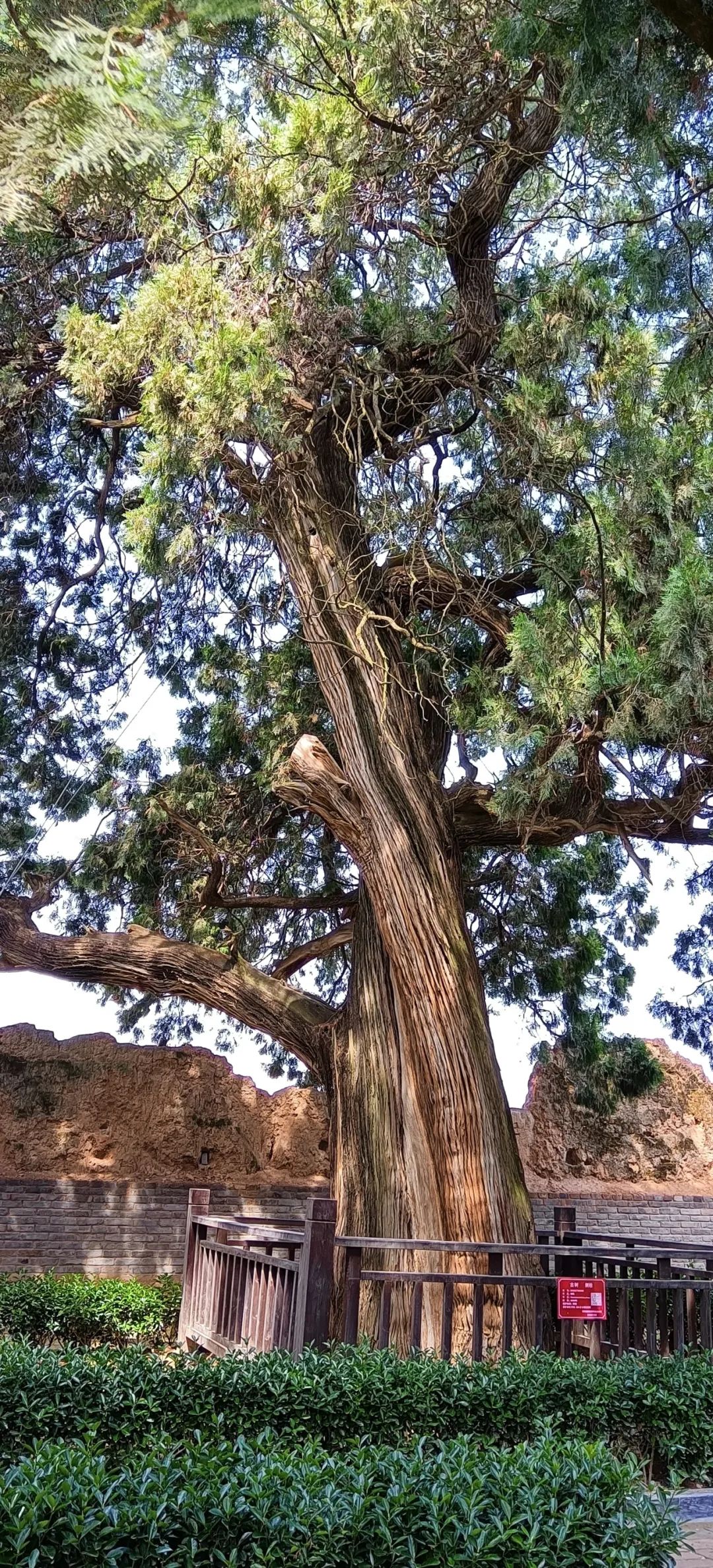 China's "roots"! Cangjie hands planting cypress "5000 years of ...