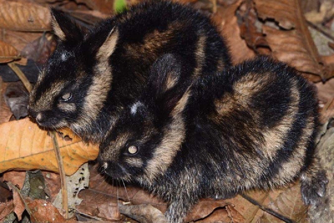 Mysterious Rabbit: Striped like a black tiger, nocturnal - iNEWS