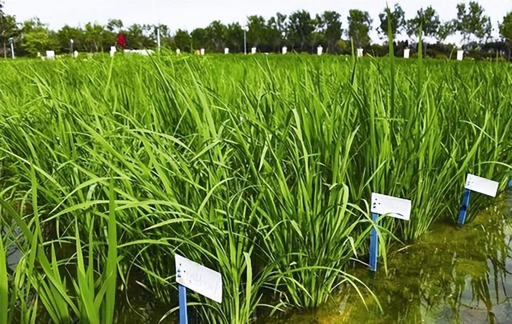 Comparative analysis of rice crop biotic stress classification based on ...