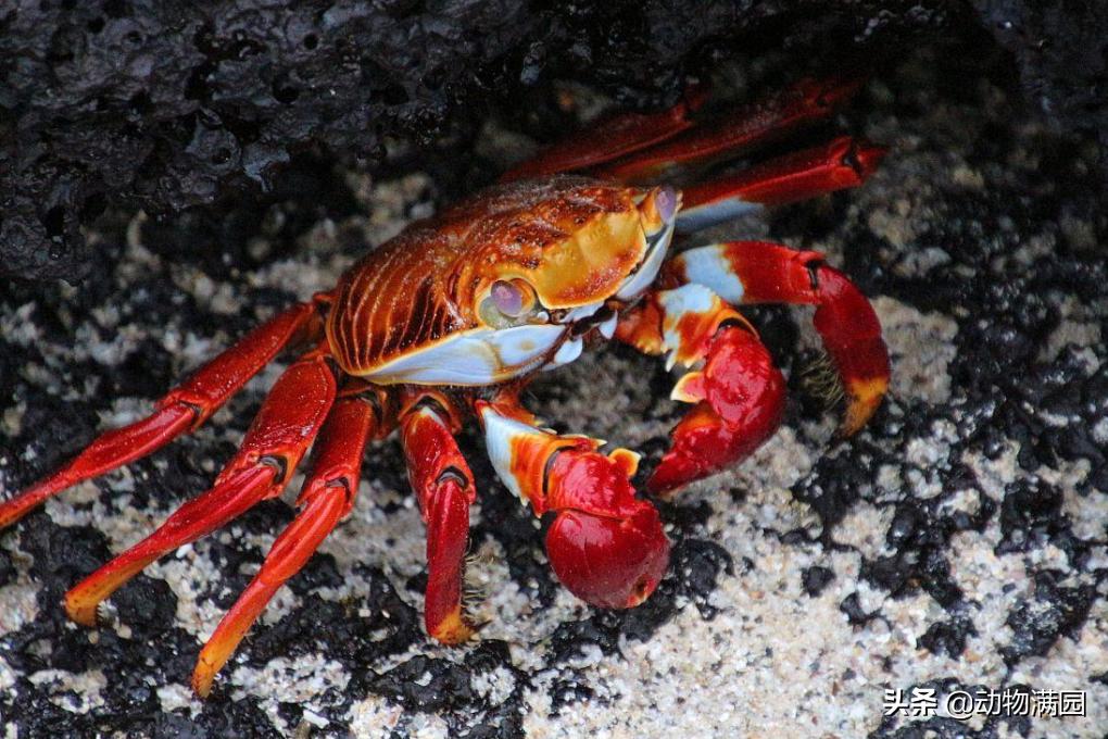 Species Encyclopedia: Redstone Crab - iNEWS