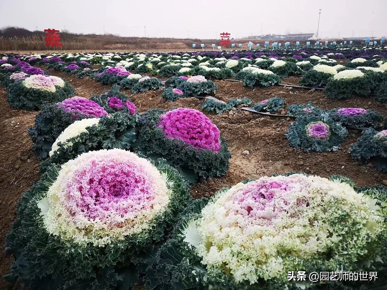 Part 2: Illustrated Guide to Edible Landscape Plants in Autumn and ...
