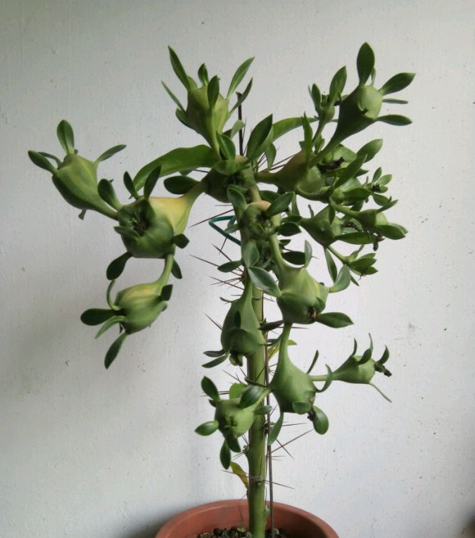 Beautiful/exotic flowers and plants appreciation series - the most ...