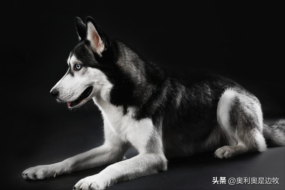 Why can't huskies be used as police dogs? After reading these, you will ...