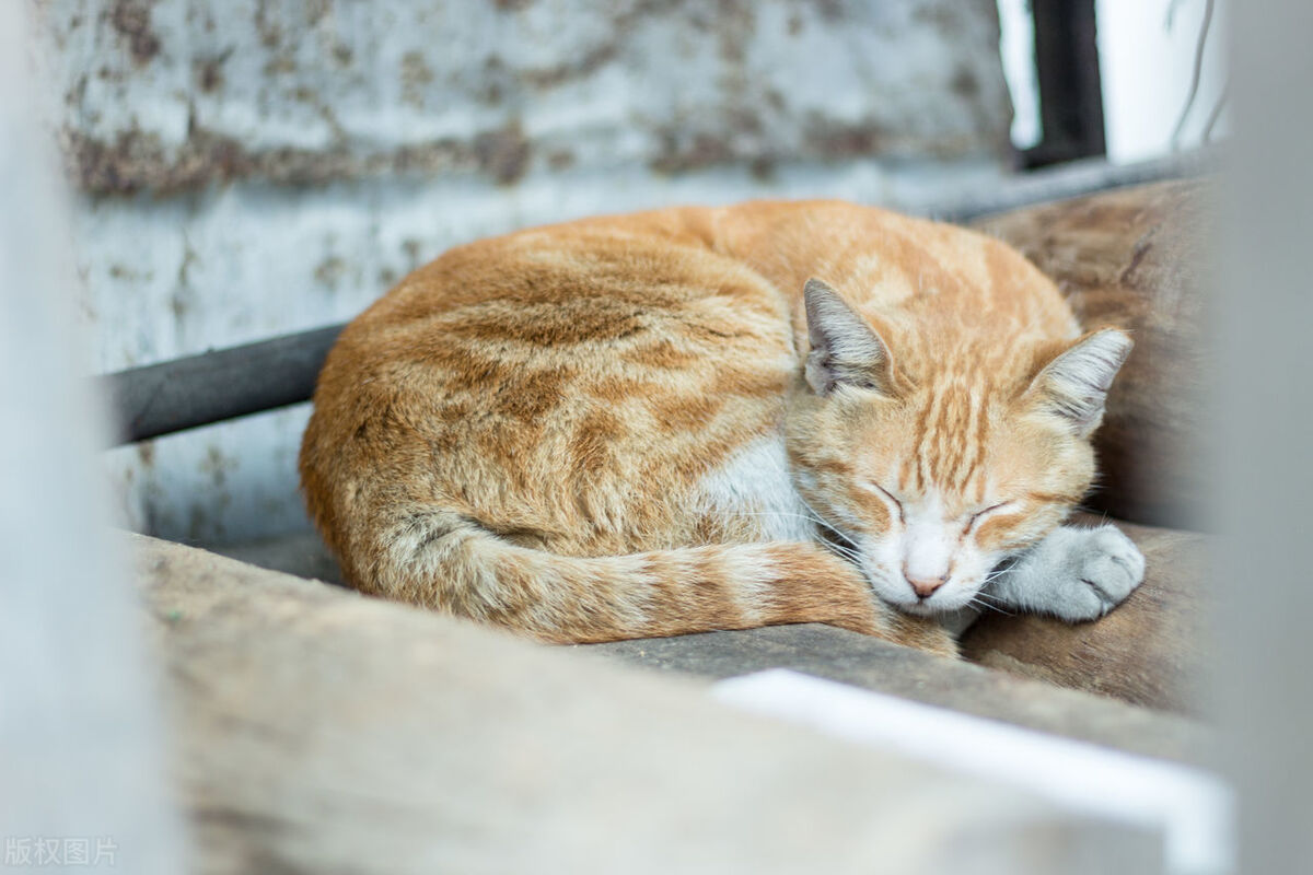 How is feline mammary gland hyperplasia treated?What are the symptoms ...