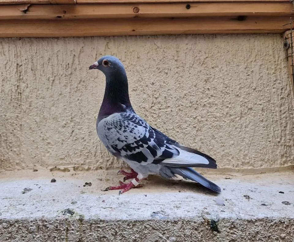 Ganus famous pigeon "King Kong" wins the one loft championship again ...