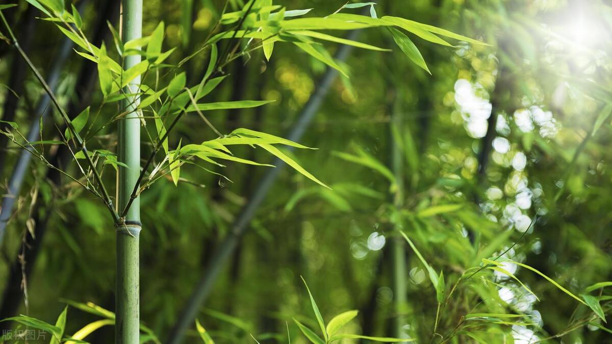 Read this article, "The True Essence of Pine", to clarify the essence ...