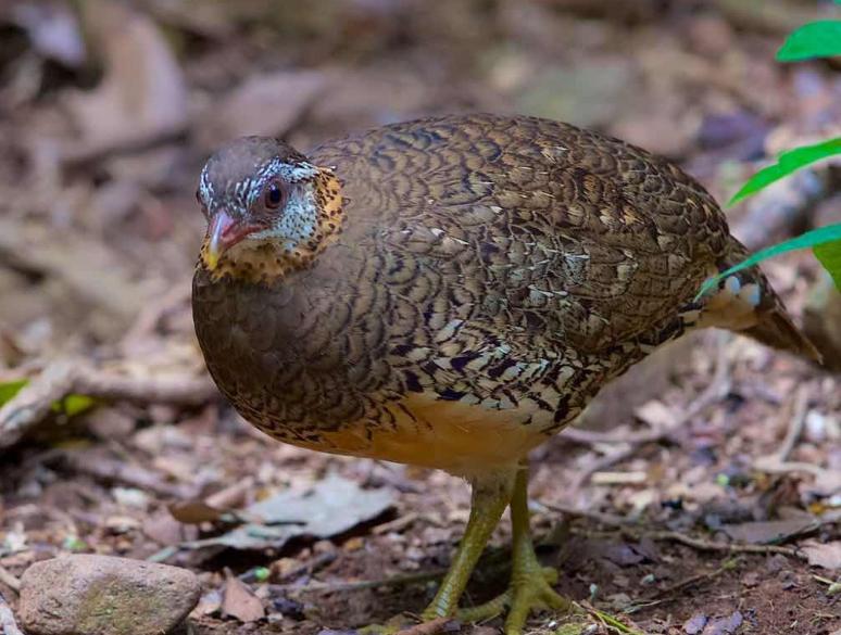 Green-footed mountain partridge: a pair of green "shoes" - iMedia