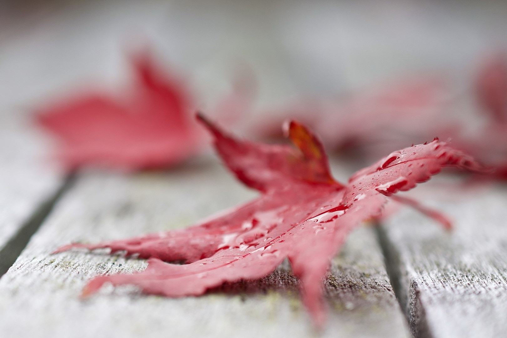 November 2022: Capricornus November overall horoscope, good things ...