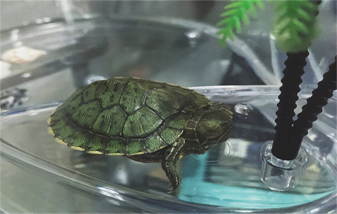 It is better to raise a few turtles - iNEWS