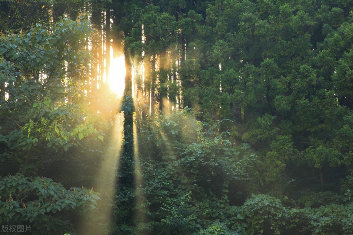 Simple and primitive mother forest (1) - iNEWS