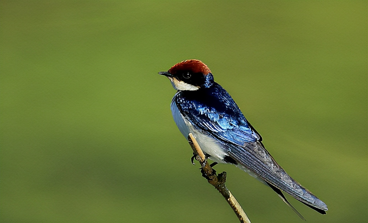 The "footless bird" Swift sleeps while flying all its life, and landing ...