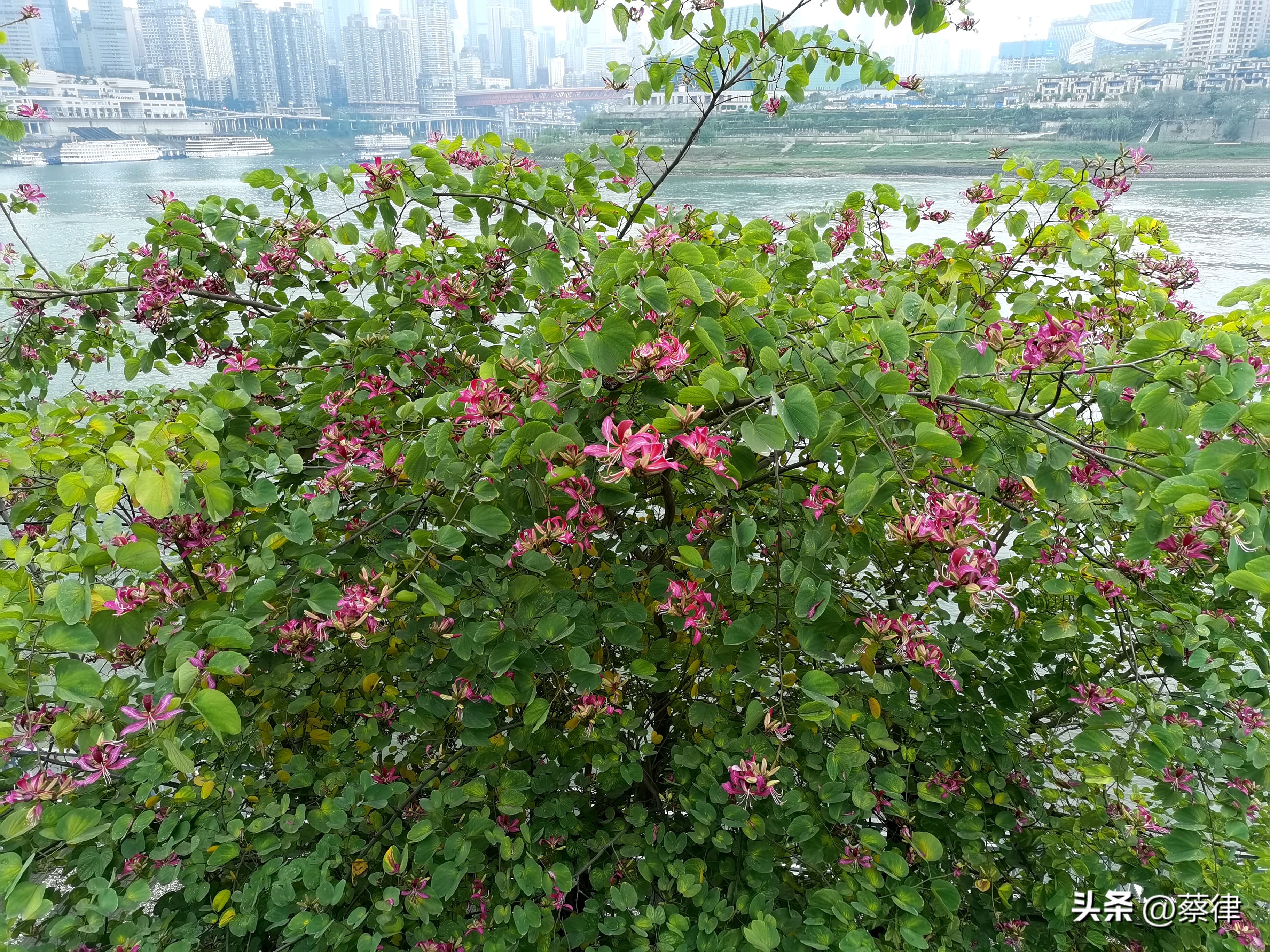 Changjiahui: The Hermitage of the City - iNEWS