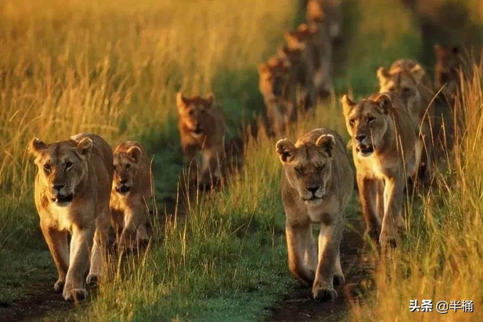 Why do male lions kill lion cubs?What is the purpose of animal ...