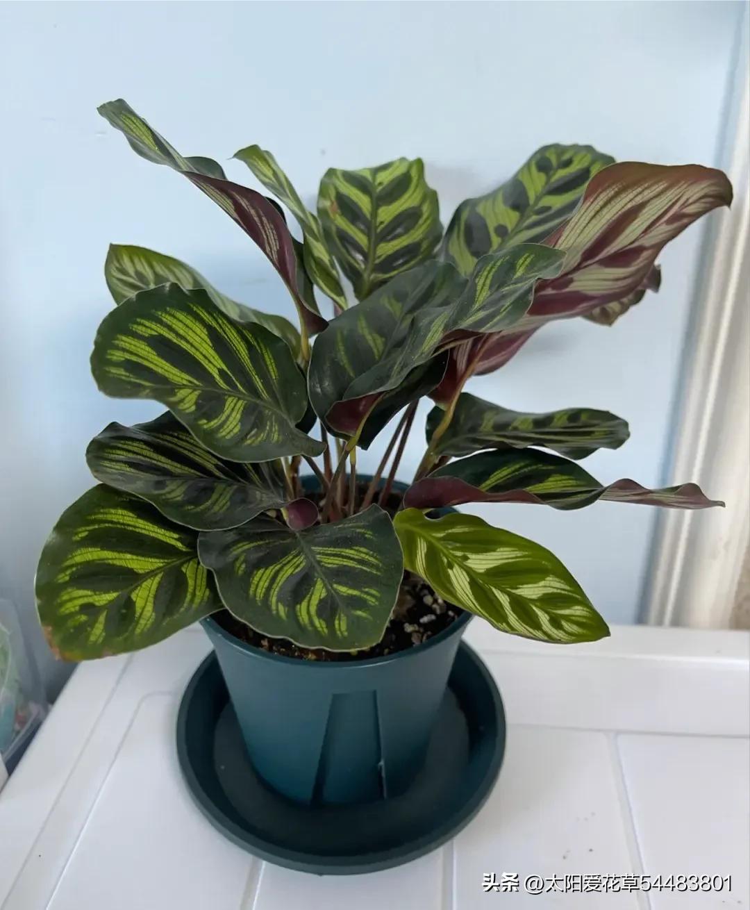 The 5 kinds of flowers are very "shade-tolerant", the leaves turn ...