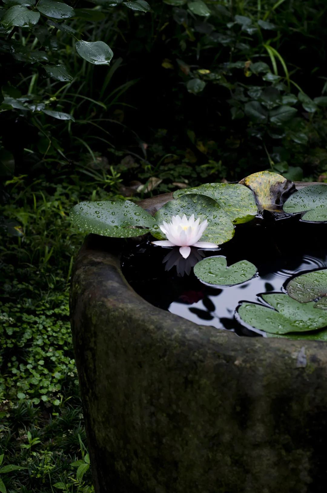 Appreciation: The best taste in the world is Qinghuan - iMedia