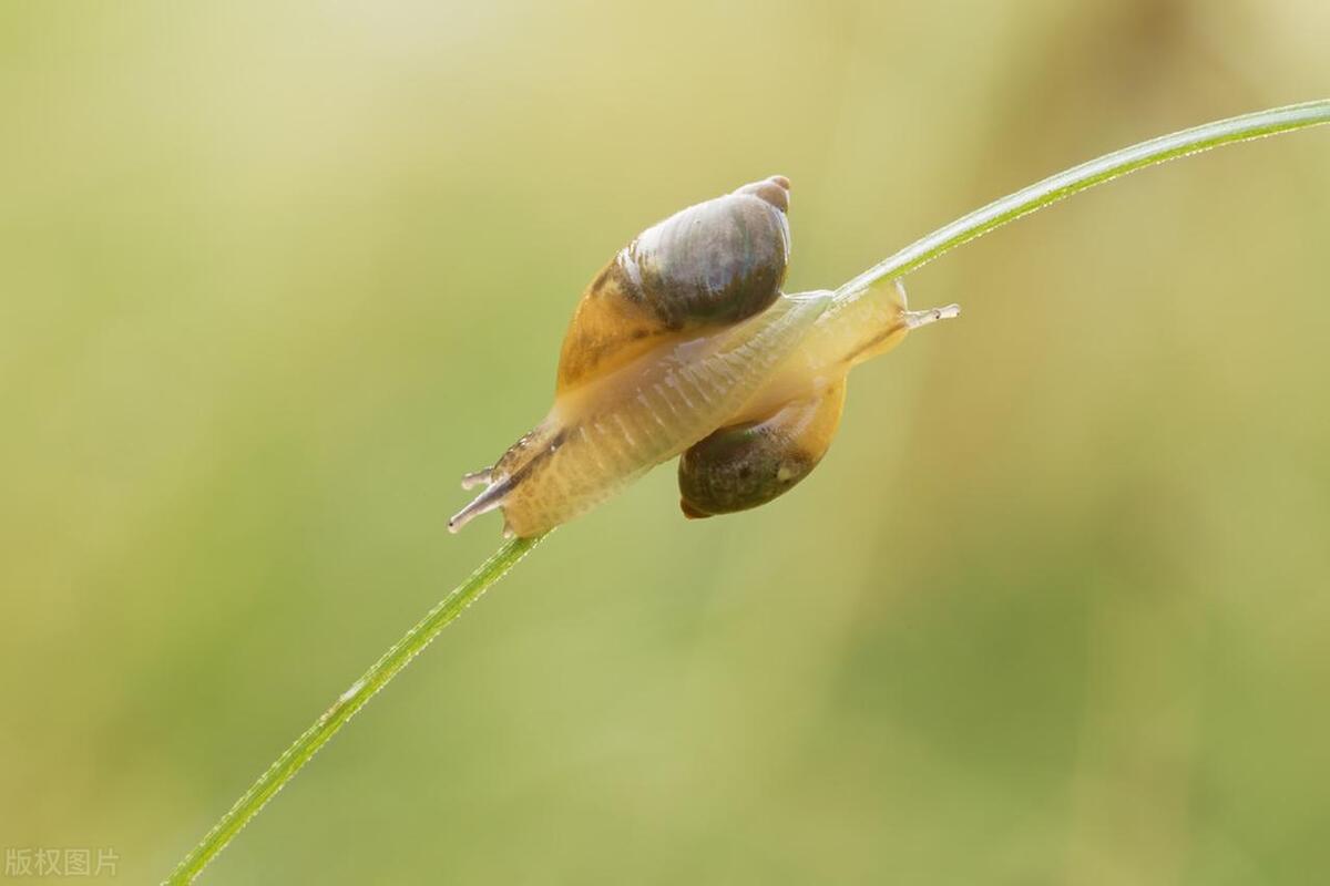 Are snails poisonous? Why can't snails be touched after rain? What ...