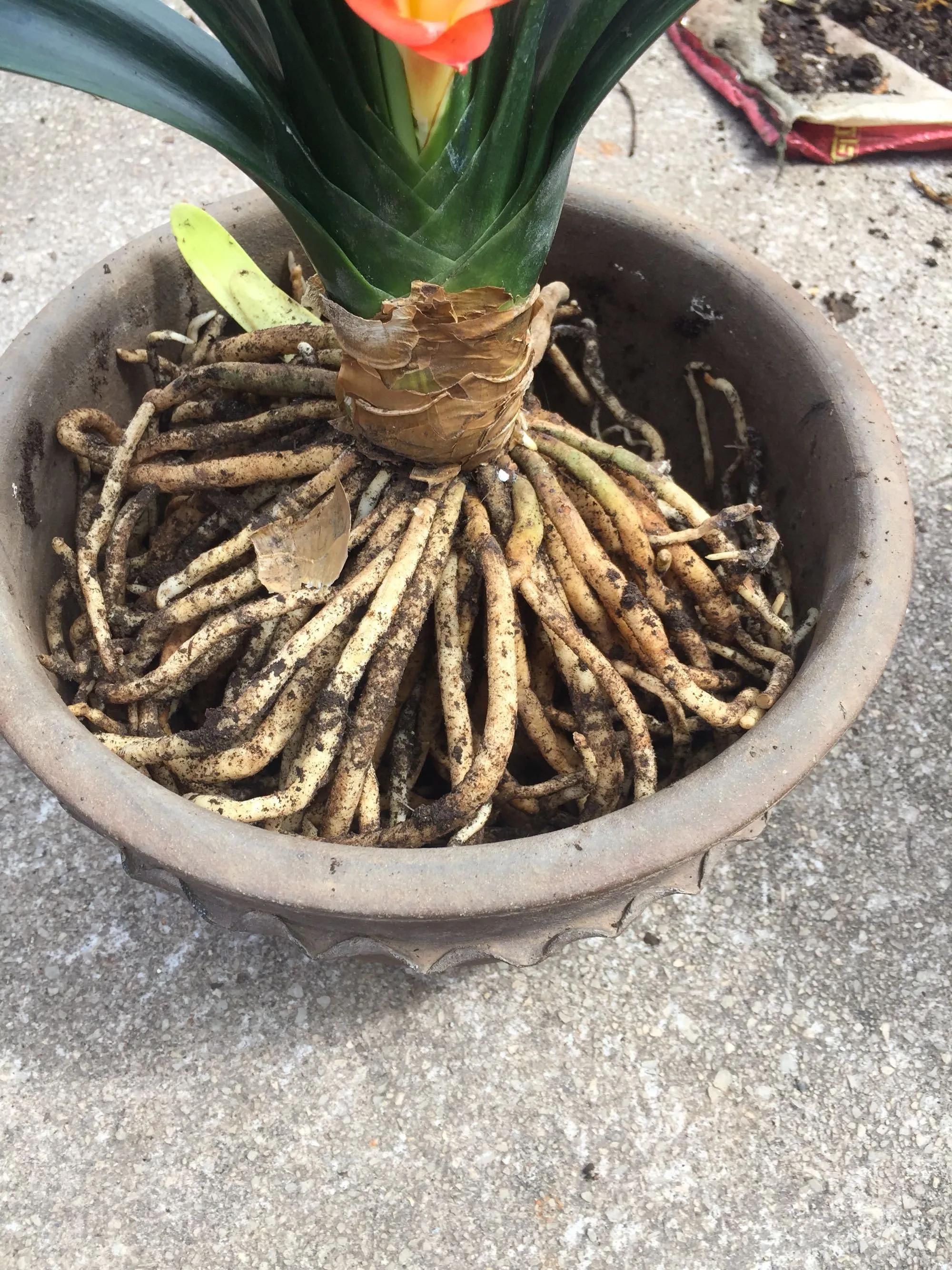 After the beginning of summer, Clivia needs to be "rich" and "satisfied ...