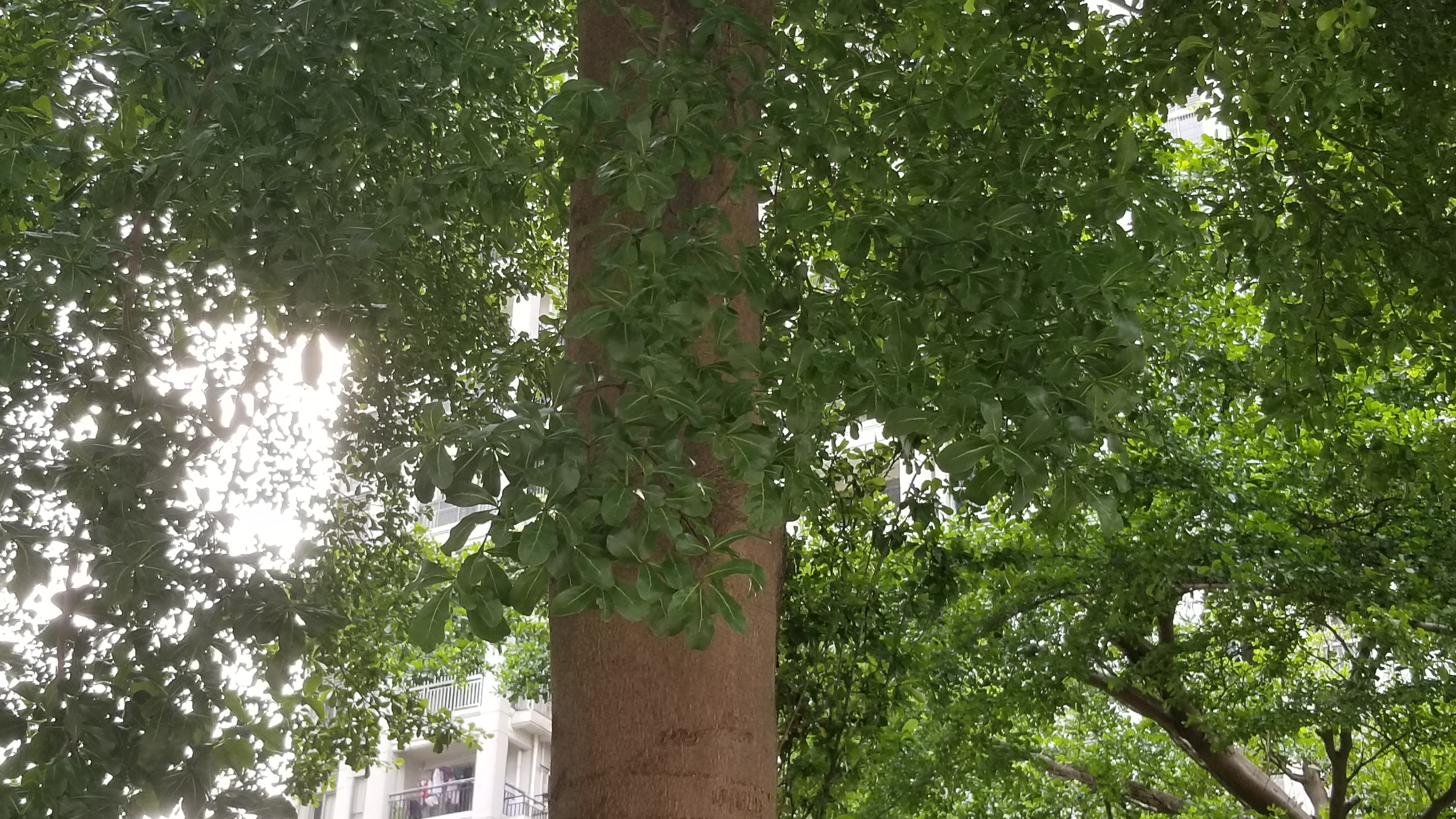 What kind of tree species is Terminalia microphylla - iNEWS