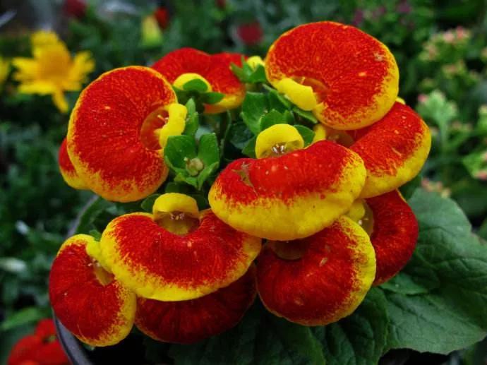 Pubao flower, also known as Yuanbao flower, has a peculiar shape and ...