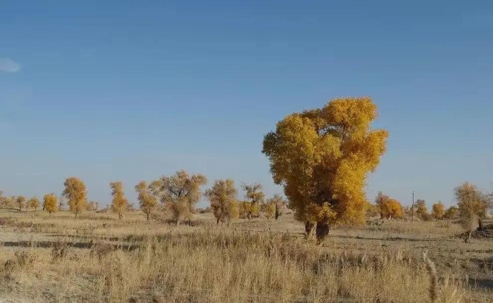 Li Juan: The Distant Sunflower Field - iNEWS