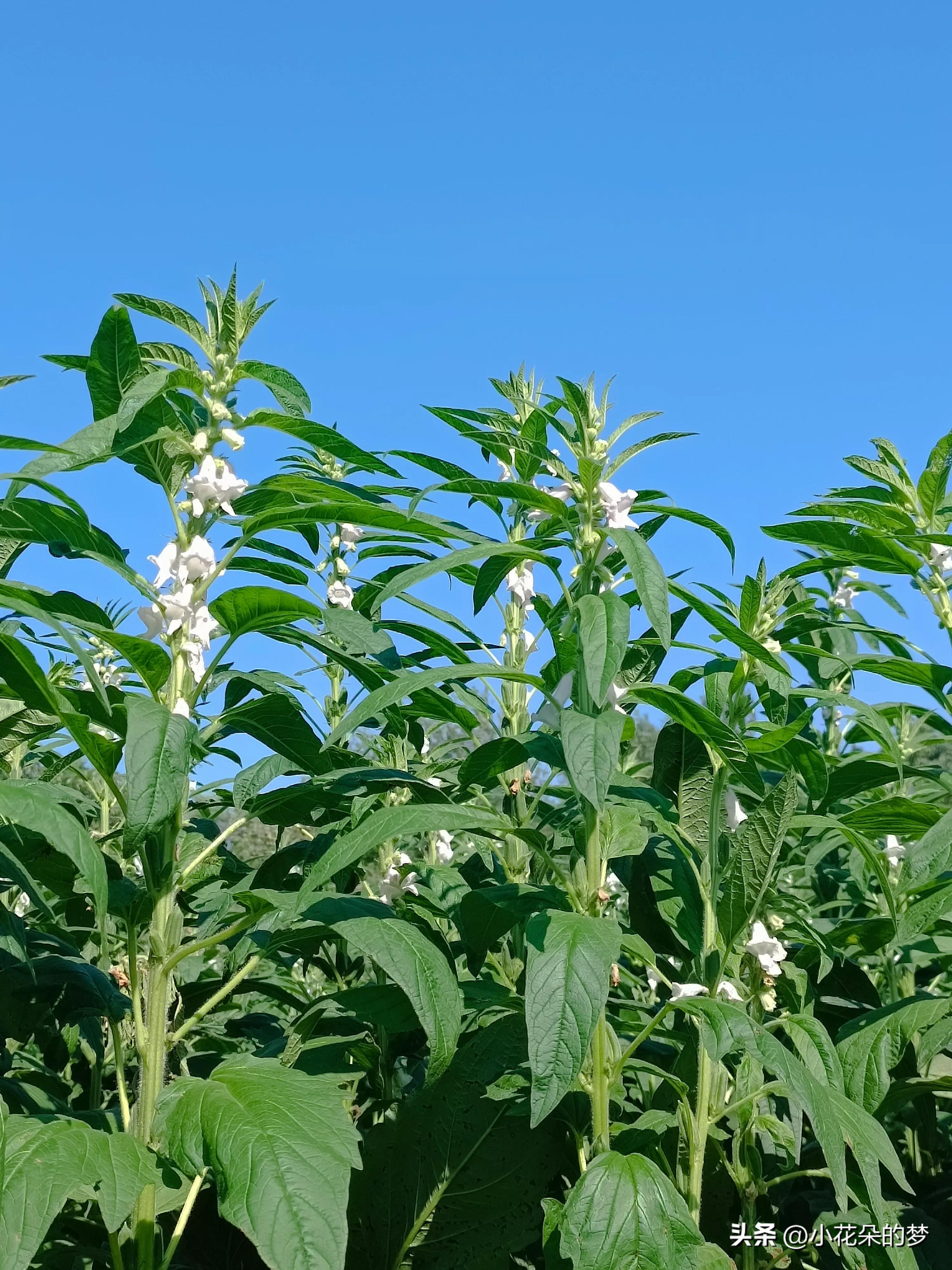 Sesame blossoms, growing steadily - iMedia